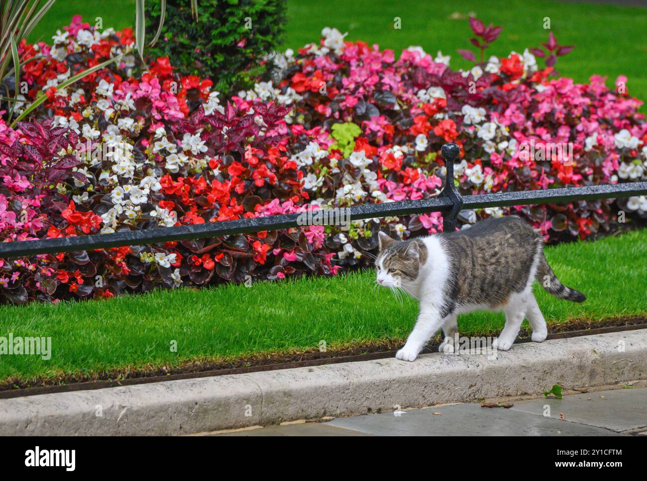 Larry the Cat - Chief Mouser to the Cabinet Office since 2011 - in ...