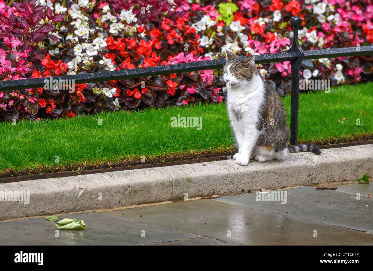 Prime minister cat hi-res stock photography and images - Alamy