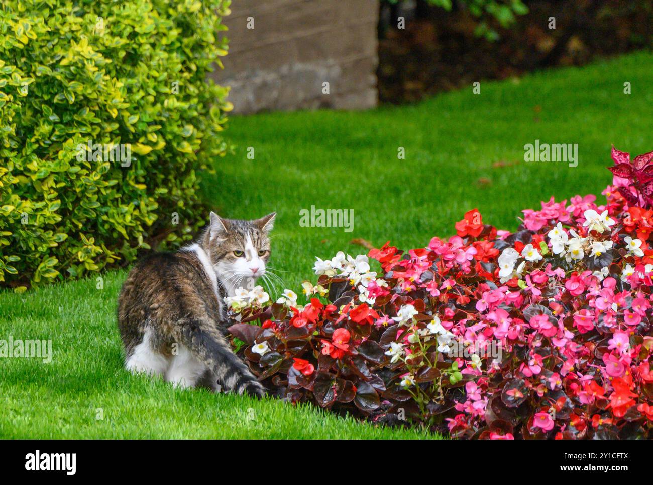 Larry the Cat - Chief Mouser to the Cabinet Office since 2011 - in ...