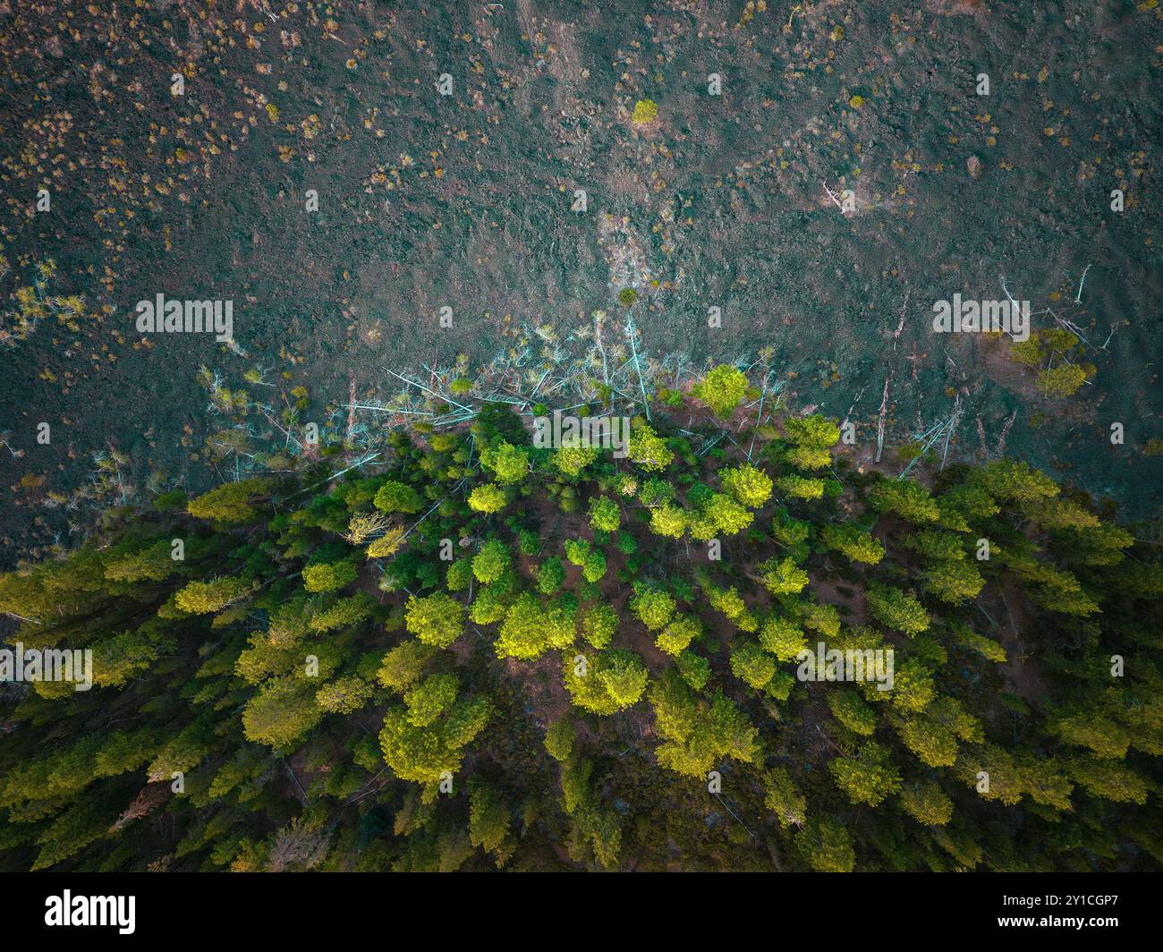 Aerial view of contrasting lava land and forest in Eastern Oregon Stock ...