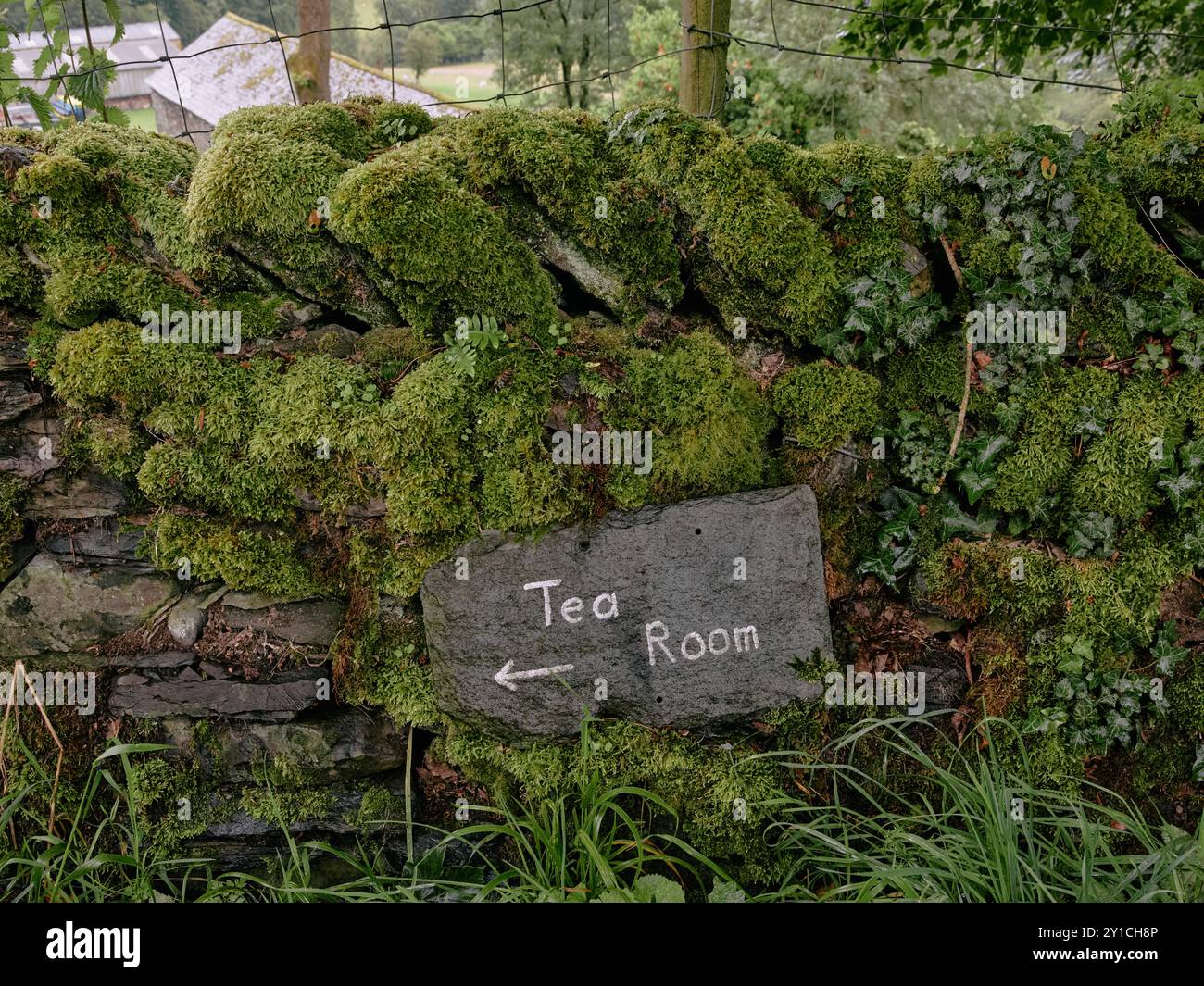 A Tea Room direction slate sign in the rain on a moss covered dry stone ...