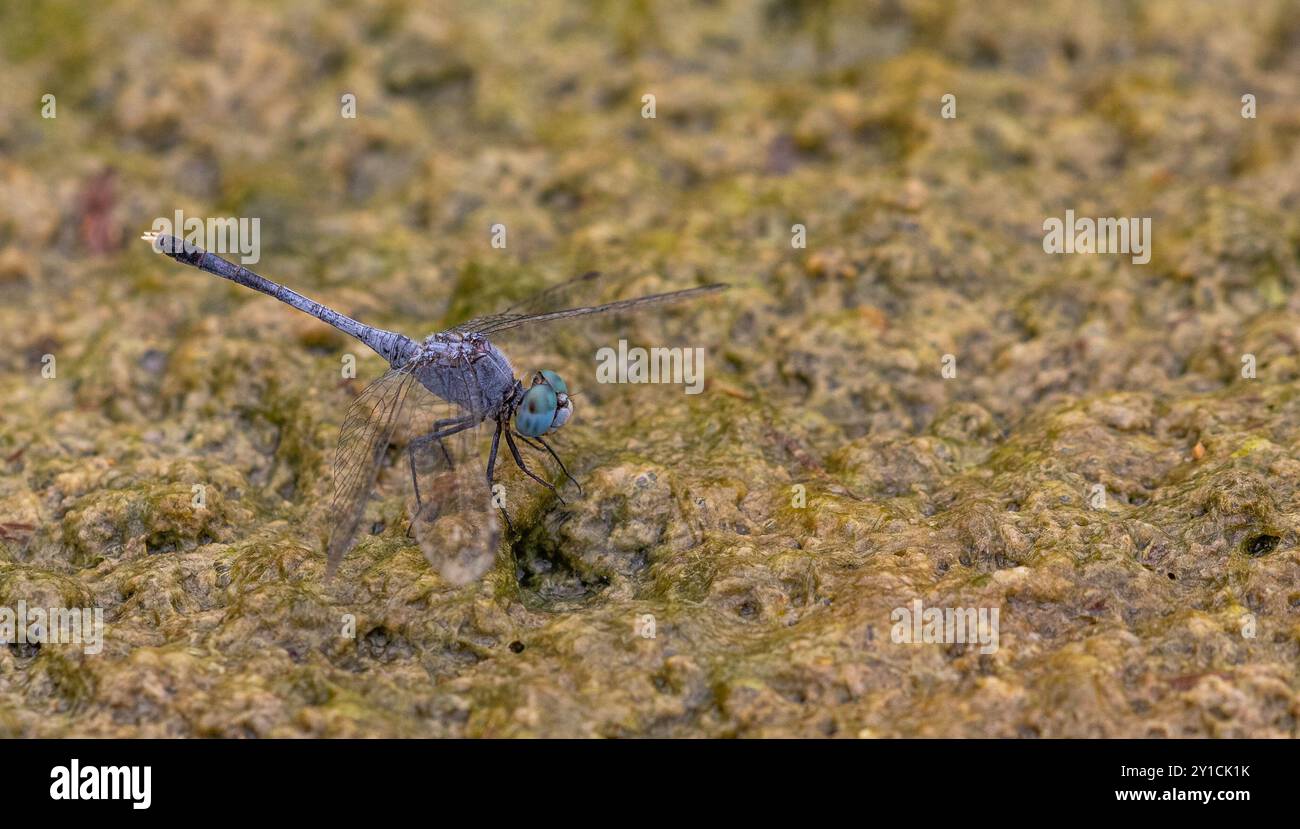 Dragonflies dragonflies dragonflies dragonflies nature hi-res stock ...
