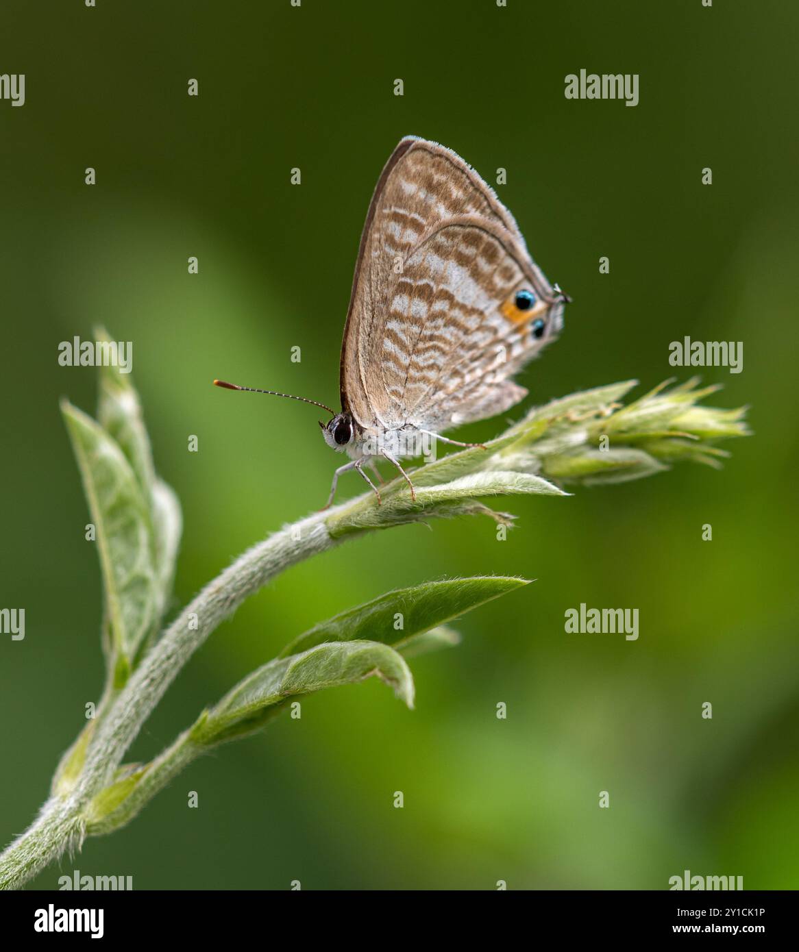 Peablue butterfly [ Lampides boeticus ] Stock Photo - Alamy