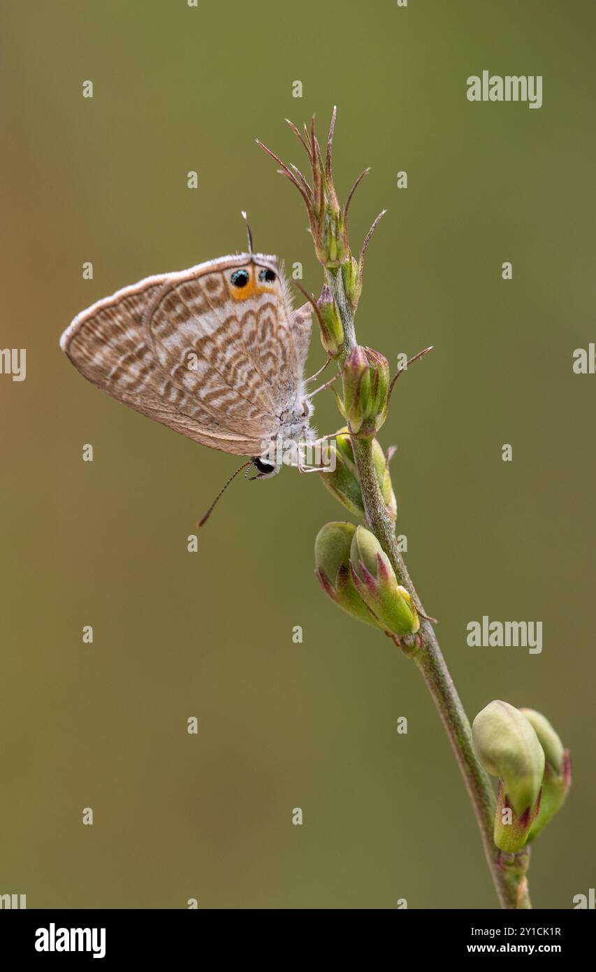 Peablue butterfly [ Lampides boeticus ] Stock Photo - Alamy