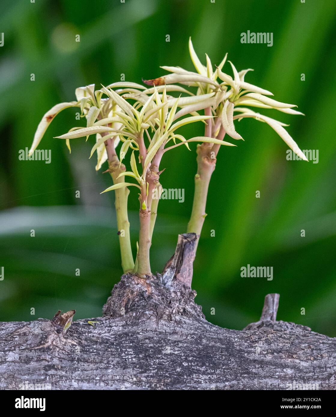 New growth strength hi-res stock photography and images - Alamy