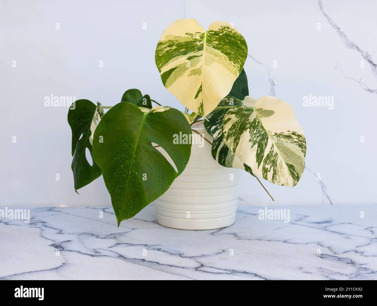 Monstera albo variegated plant on a marble floor with white wall ...
