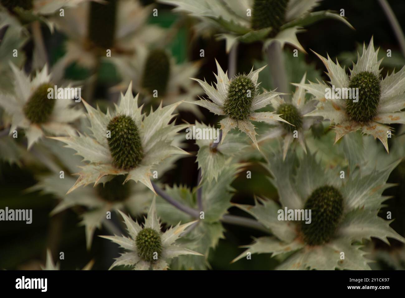 miss willmotts ghost thistle or eryngium giganteum in the dry zone of a rock garden Stock Photo ...