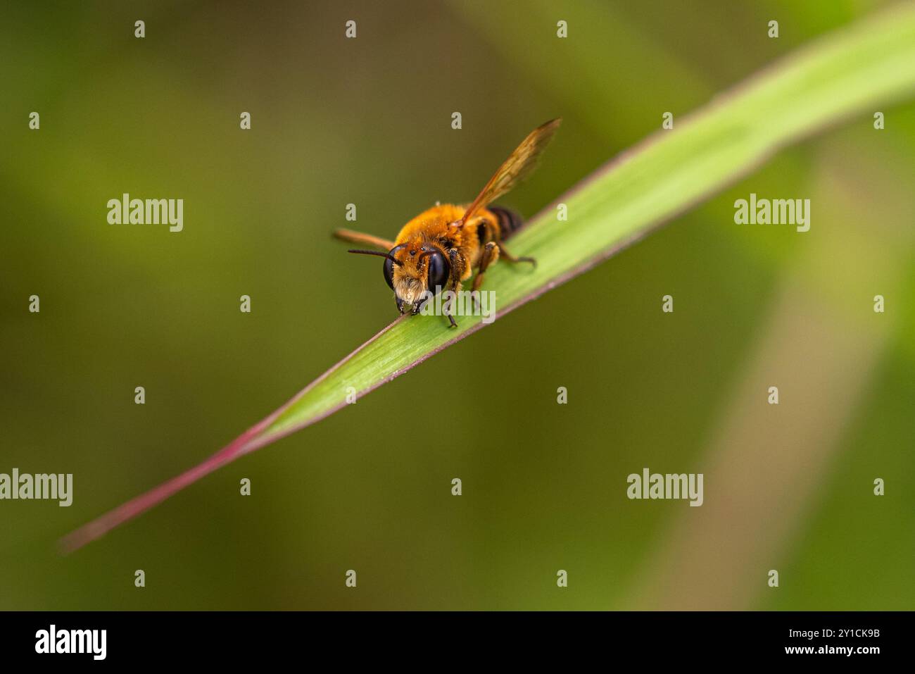 Fly flying insect resting hi-res stock photography and images - Alamy