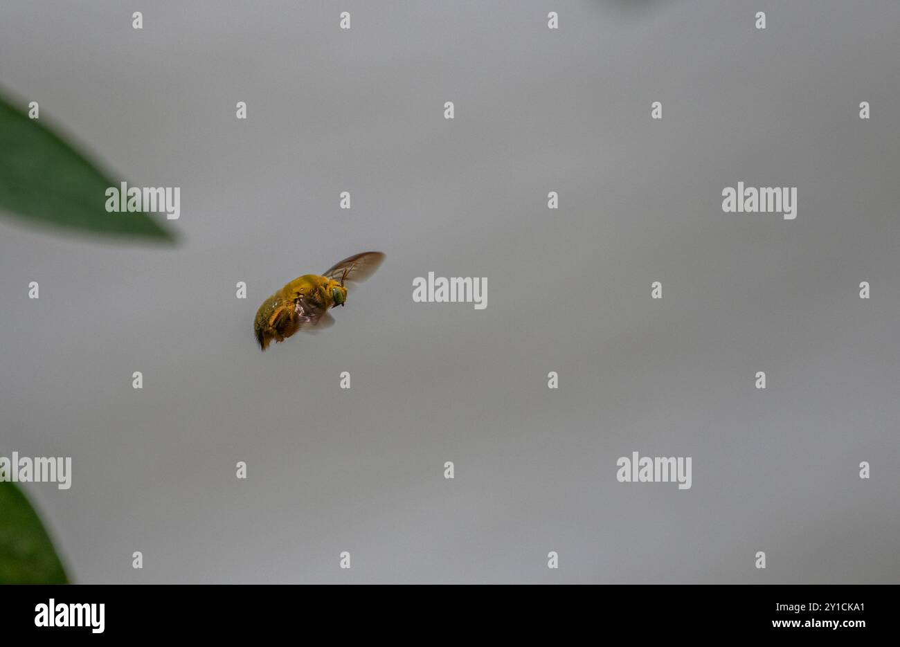 Clear wing moth Stock Photo - Alamy