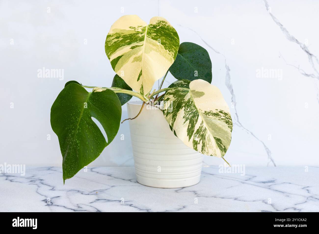 Variegated monstera plant in white ceramic planter on a marble floor ...