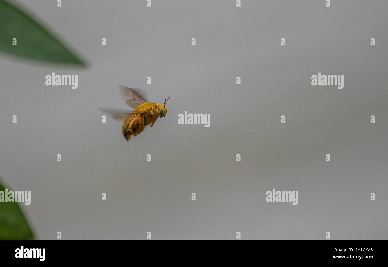 Clear wing moth Stock Photo - Alamy