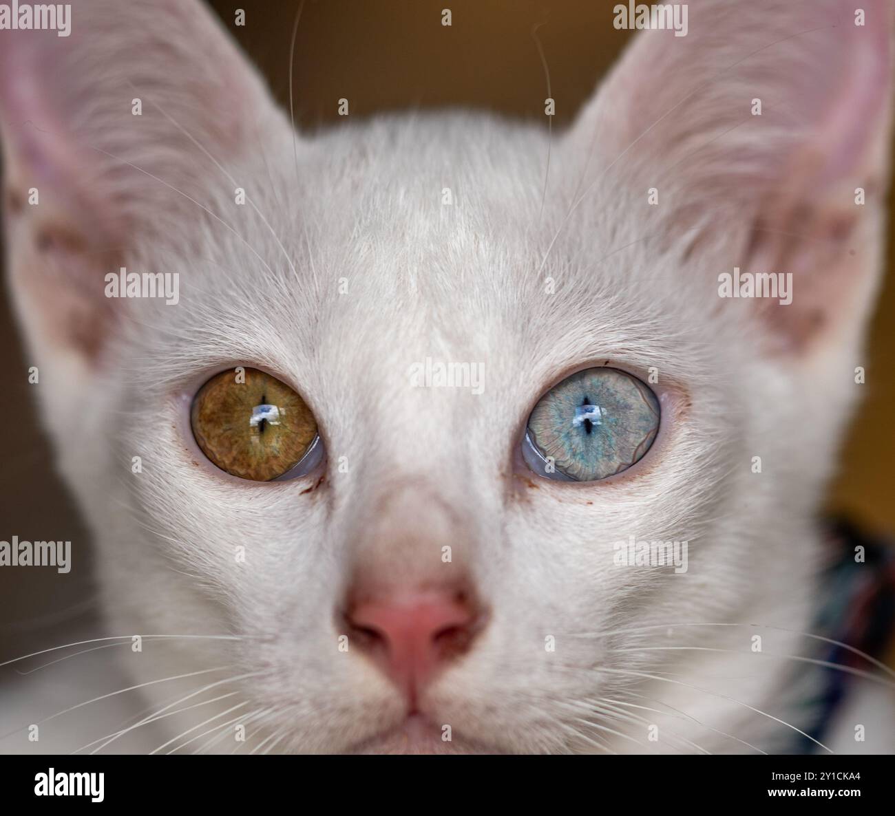 Khao Manee Cat [ Diamond eye ] Stock Photo - Alamy