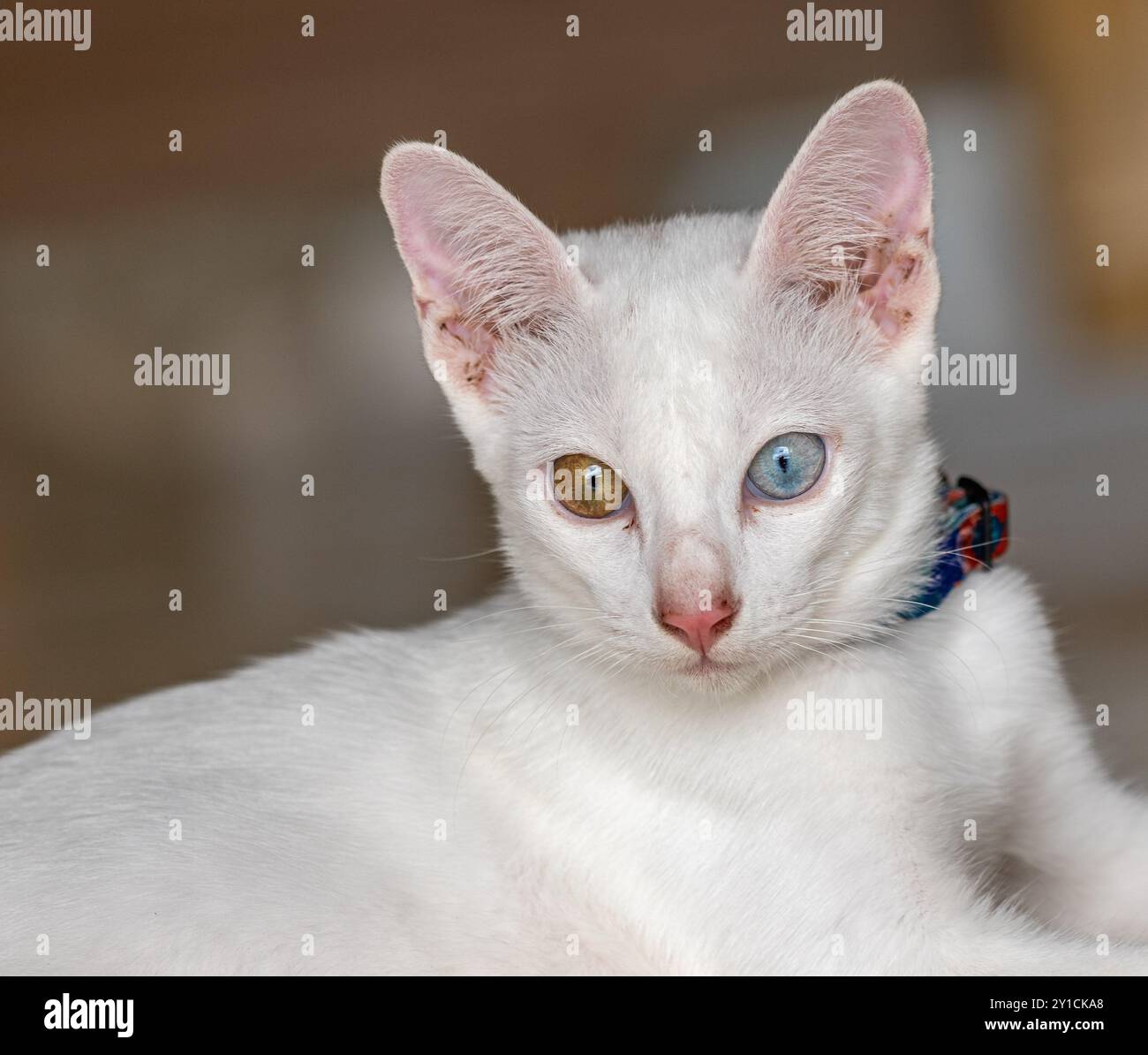 Khao Manee Cat [ Diamond eye ] Stock Photo - Alamy