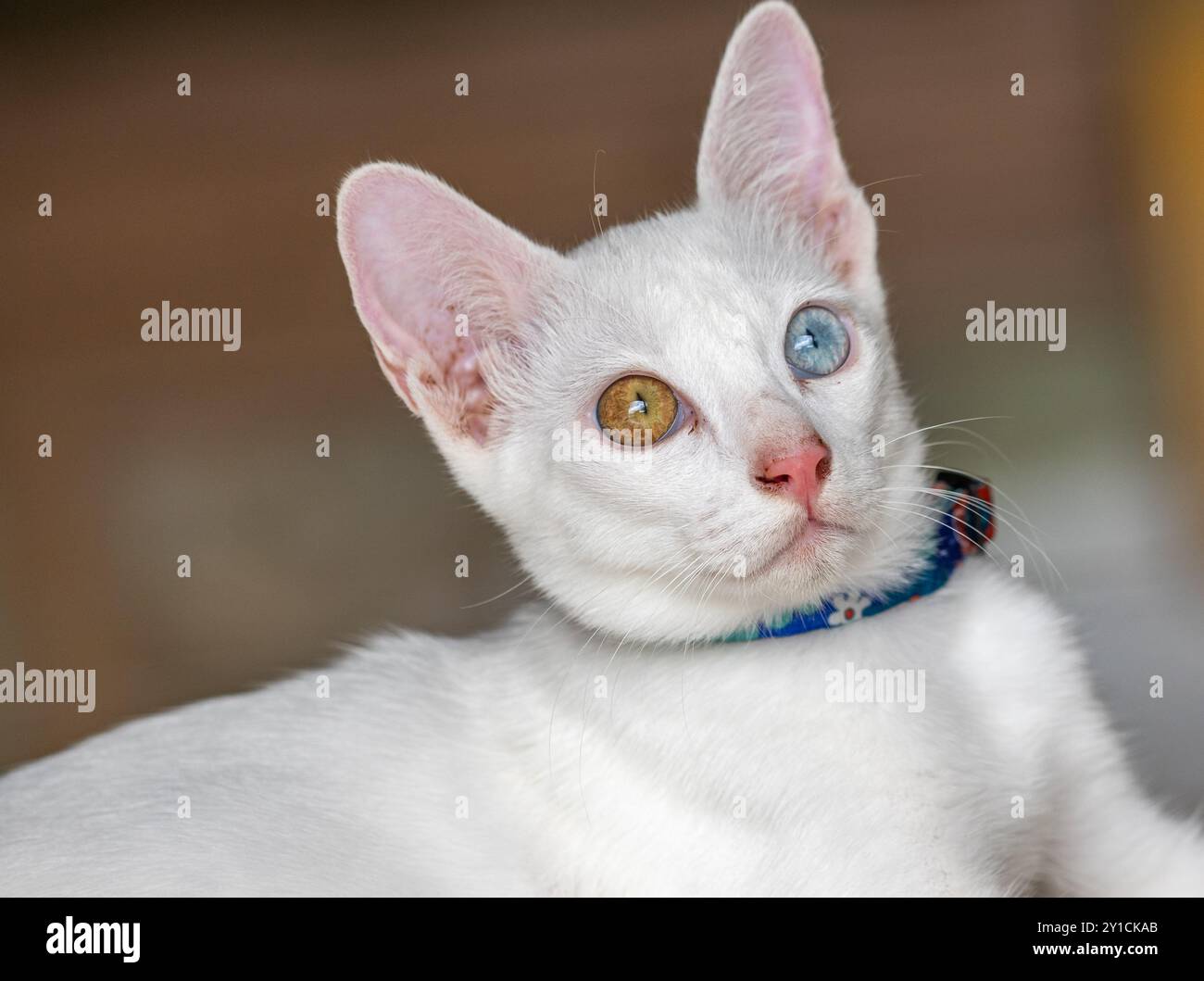 Khao Manee Cat [ Diamond eye ] Stock Photo - Alamy