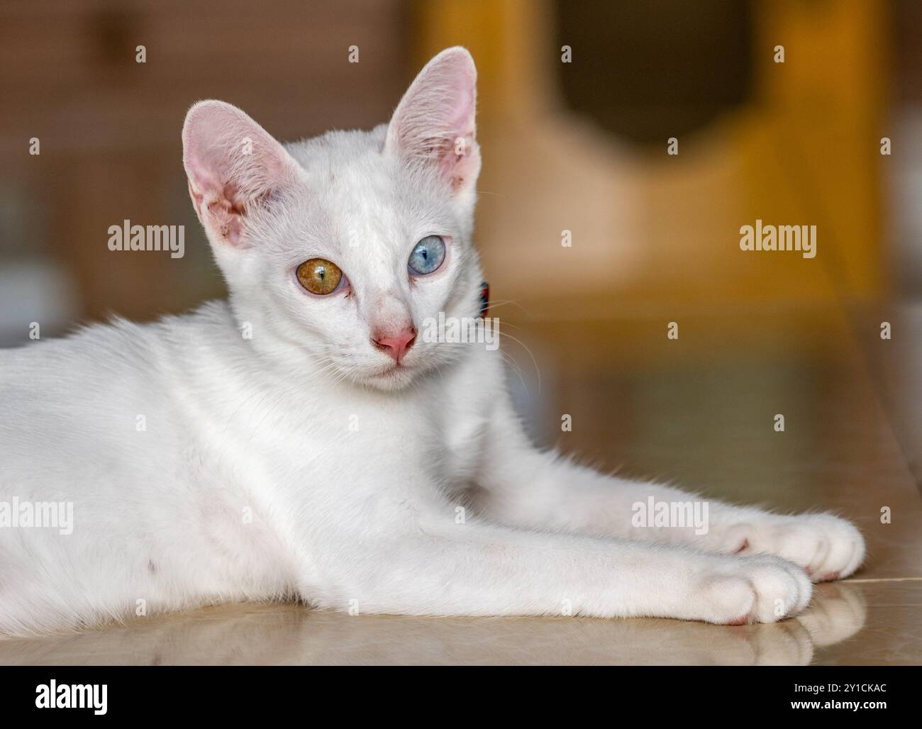 Khao Manee Cat [ Diamond eye ] Stock Photo - Alamy