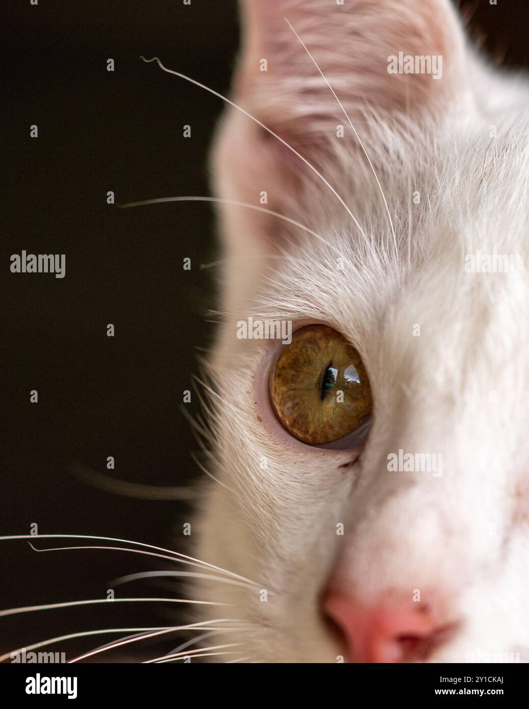 Khao Manee Cat [ Diamond eye ] Stock Photo - Alamy