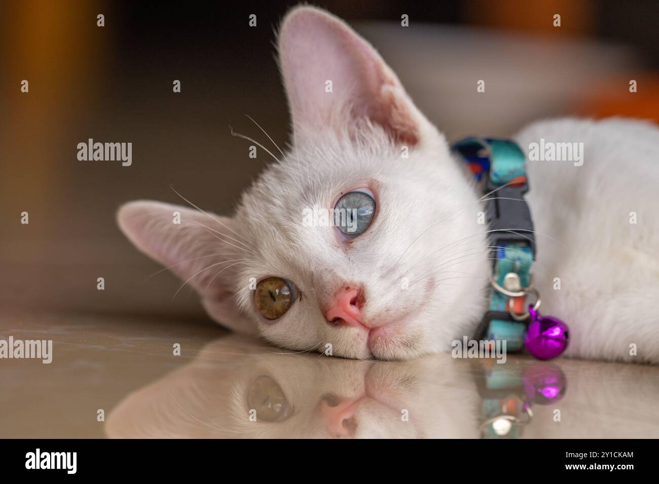 Khao Manee Cat [ Diamond eye ] Stock Photo - Alamy