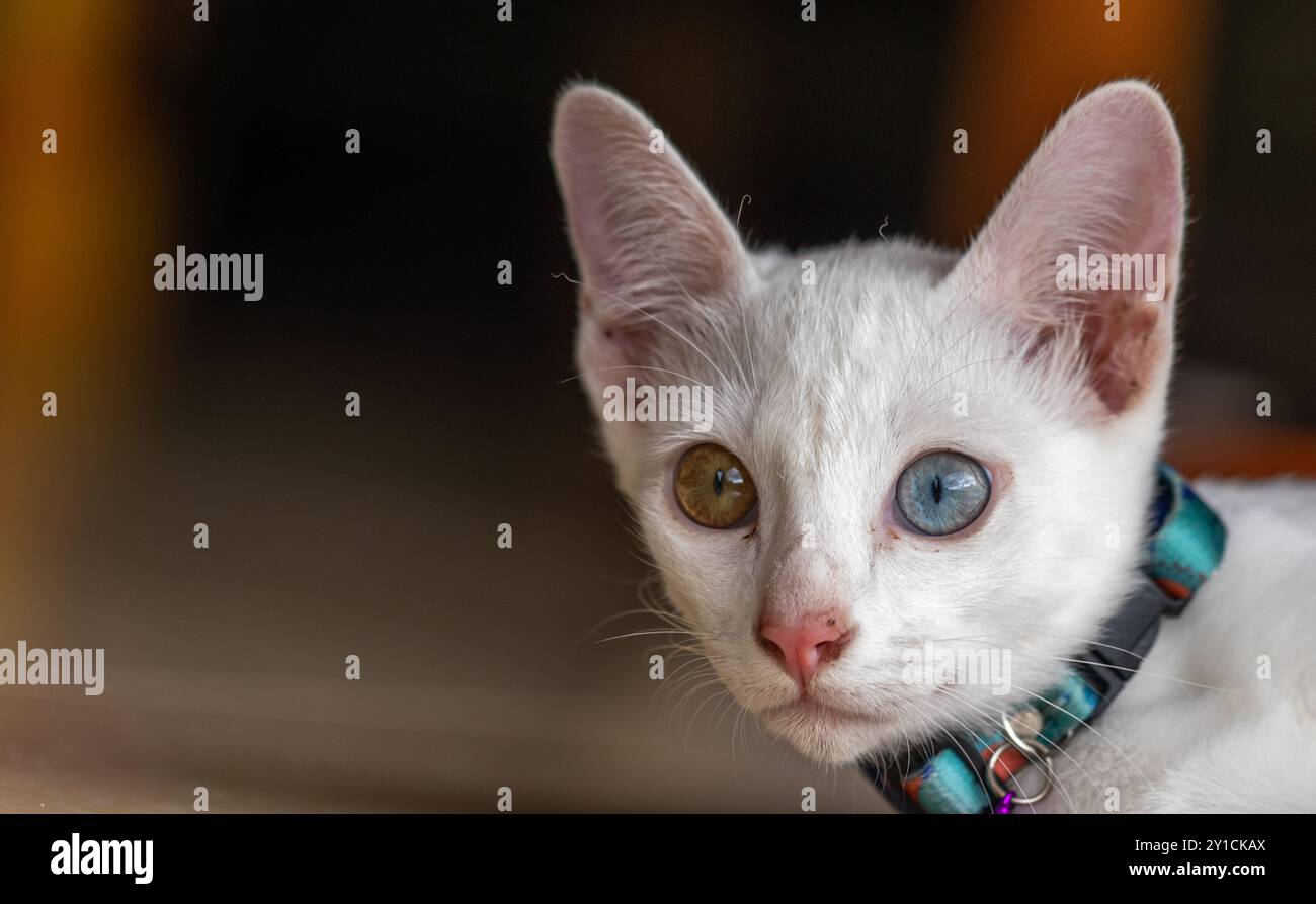 Khao Manee Cat [ Diamond eye ] Stock Photo - Alamy