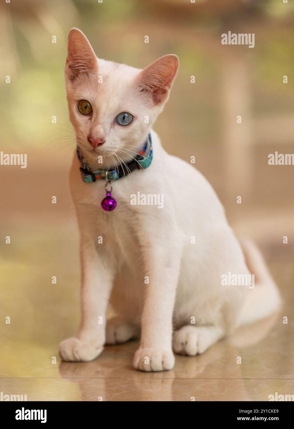 Khao Manee Cat [ Diamond eye ] Stock Photo - Alamy