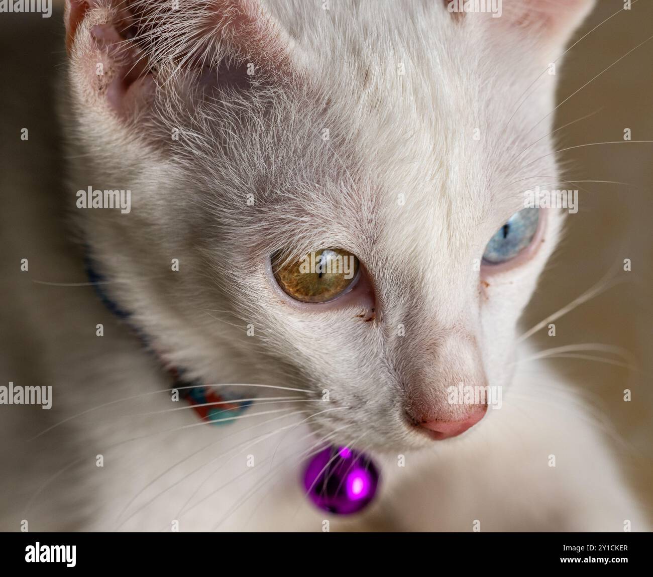 Khao Manee Cat [ Diamond eye ] Stock Photo - Alamy