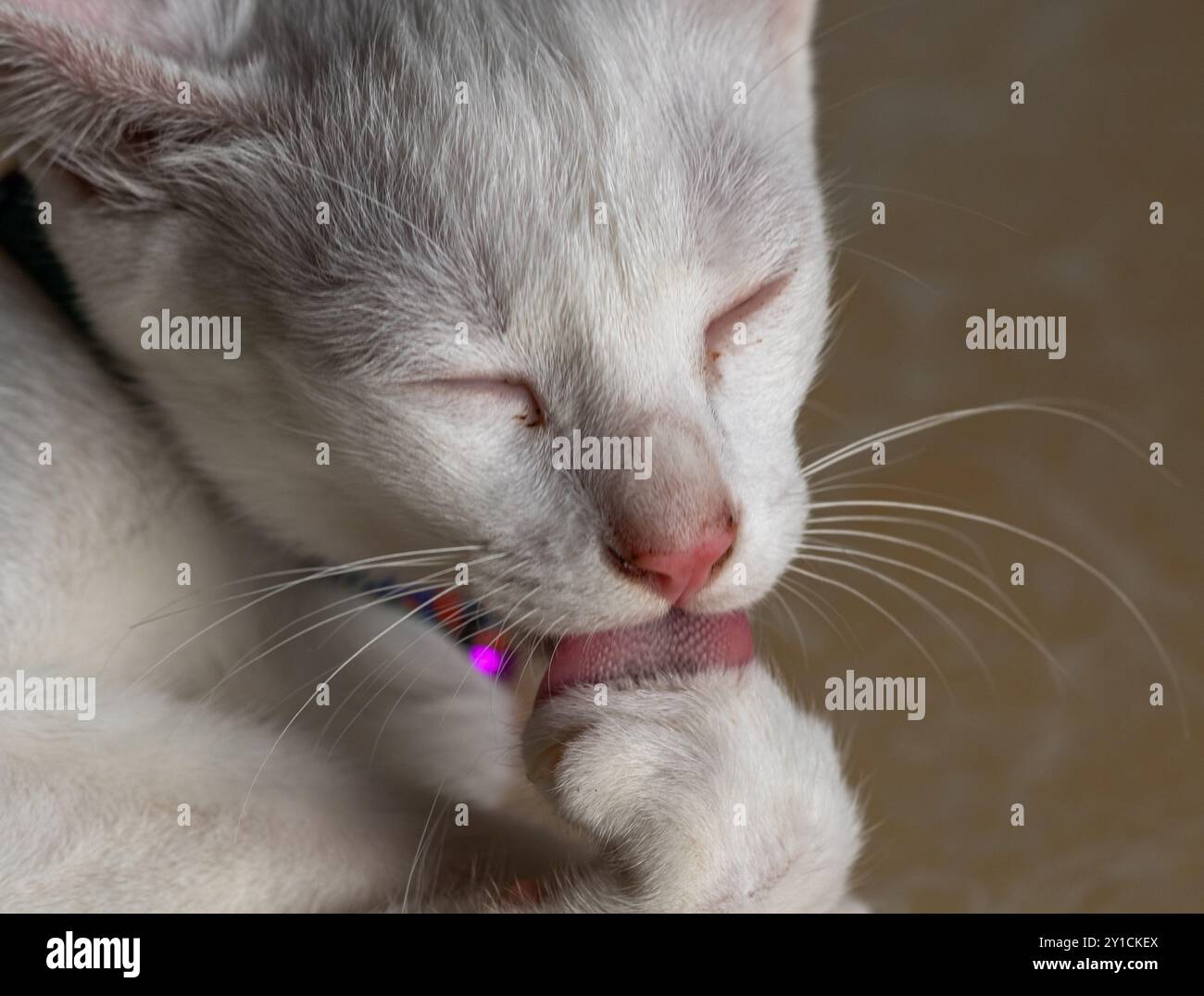 Khao Manee Cat [ Diamond eye ] Stock Photo - Alamy