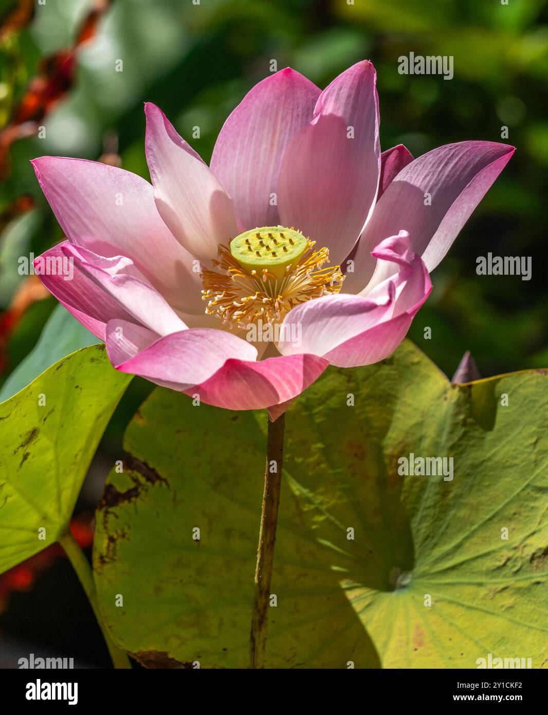 Closeup blooming pink lilly hi-res stock photography and images - Alamy