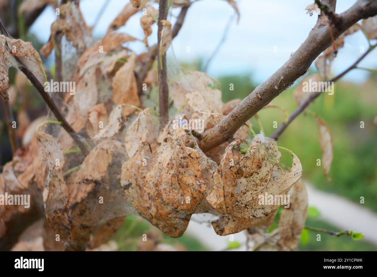 Tent Caterpillars on the plum tree in the fruit garden. Tent ...