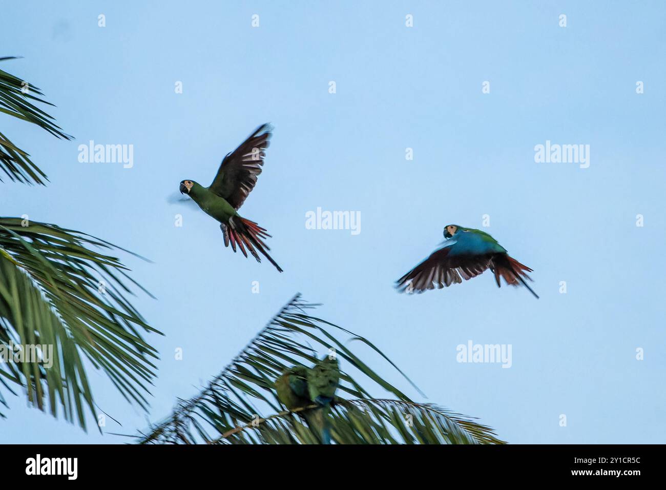 Two Chestnut-fronted Macaws, Ara severus, in flight in Cali, Colombia ...