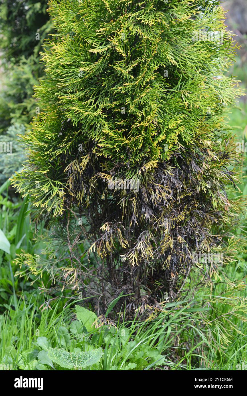 Pets pee damage on thuja tree. Protect trees from dog urine Stock Photo ...
