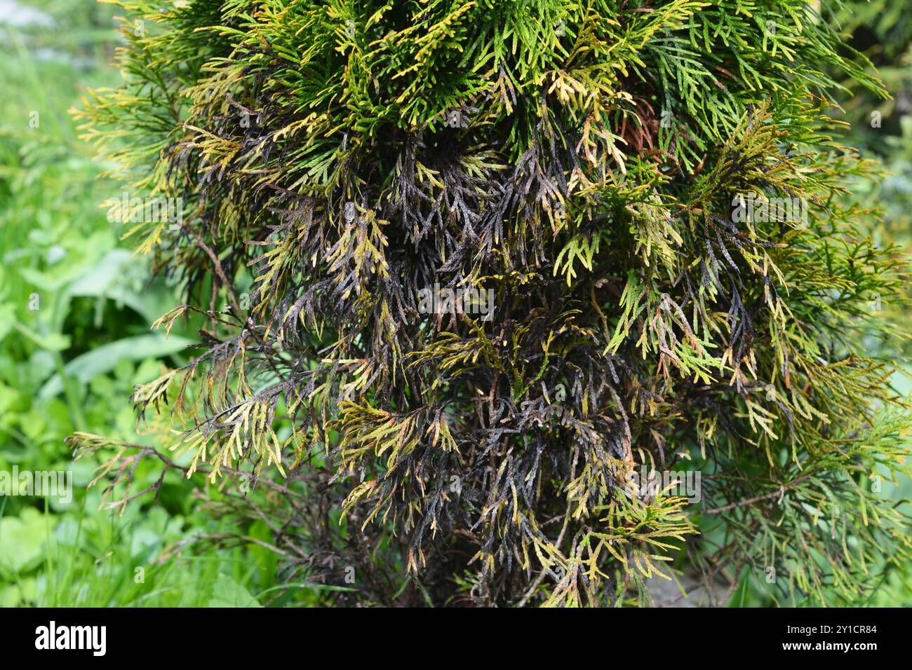 Pets pee damage on thuja tree. Protect trees from dog urine Stock Photo ...