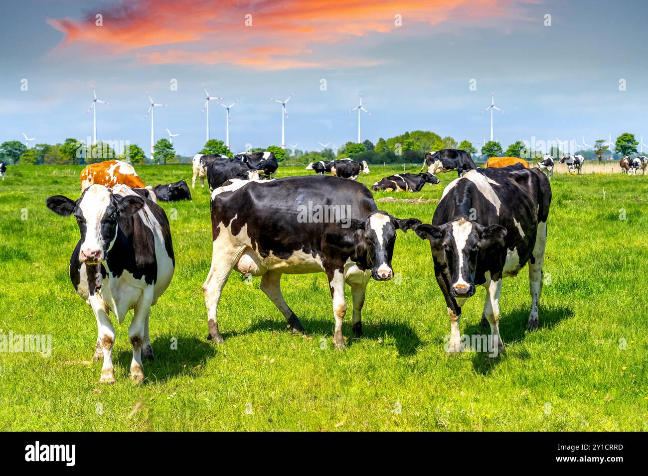 Windmill Cows, Hinte, GErmany Stock Photo - Alamy