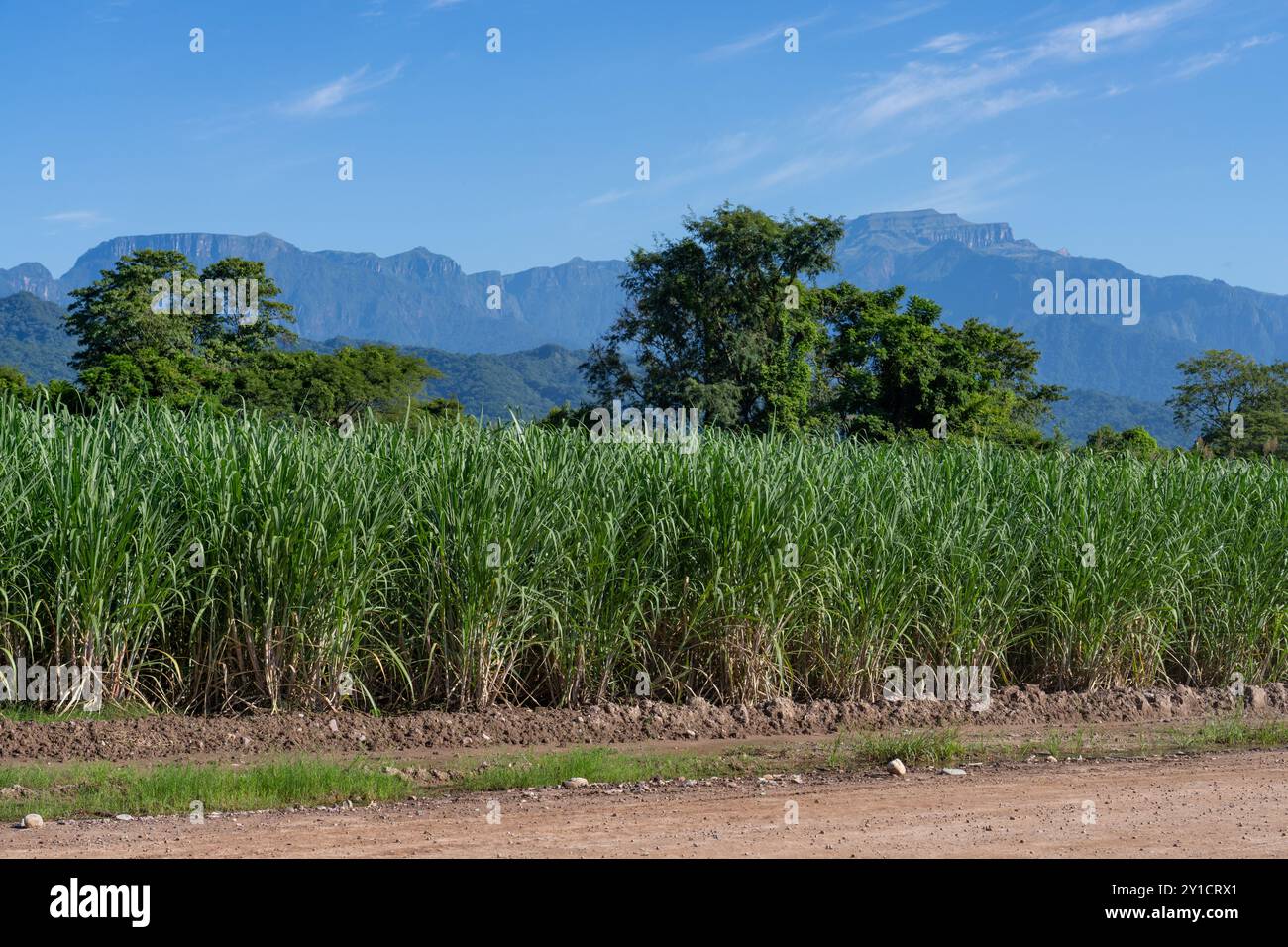 Sugar cane fields near Libertador General San Martin, Argentina. Behind ...