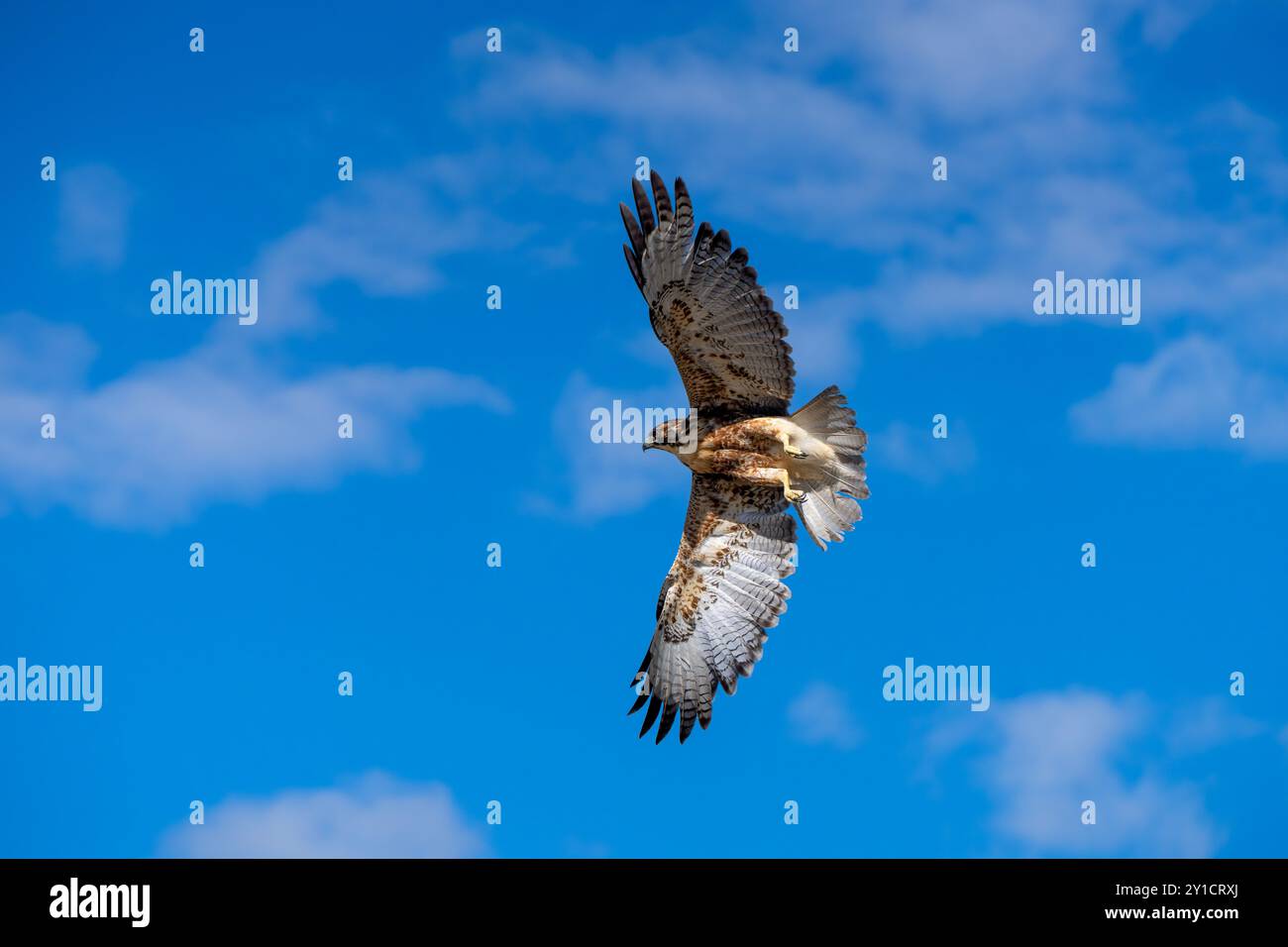 A juvenile Variable Hawk, Geranoaetus polyosoma, taking off near ...