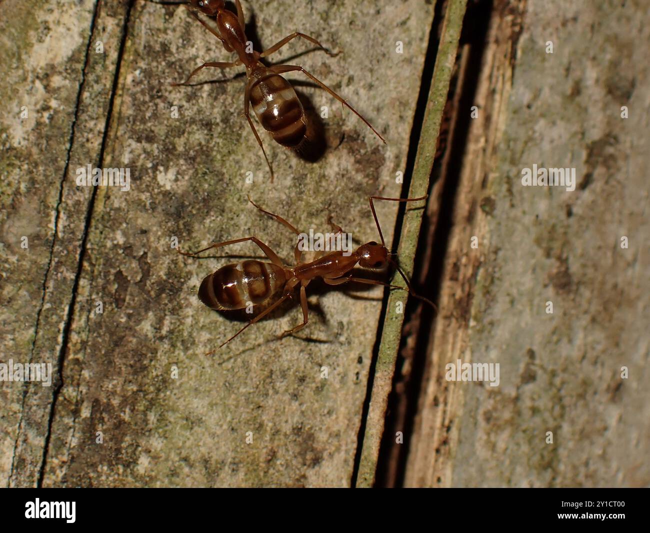 Close up bug activity hi-res stock photography and images - Alamy