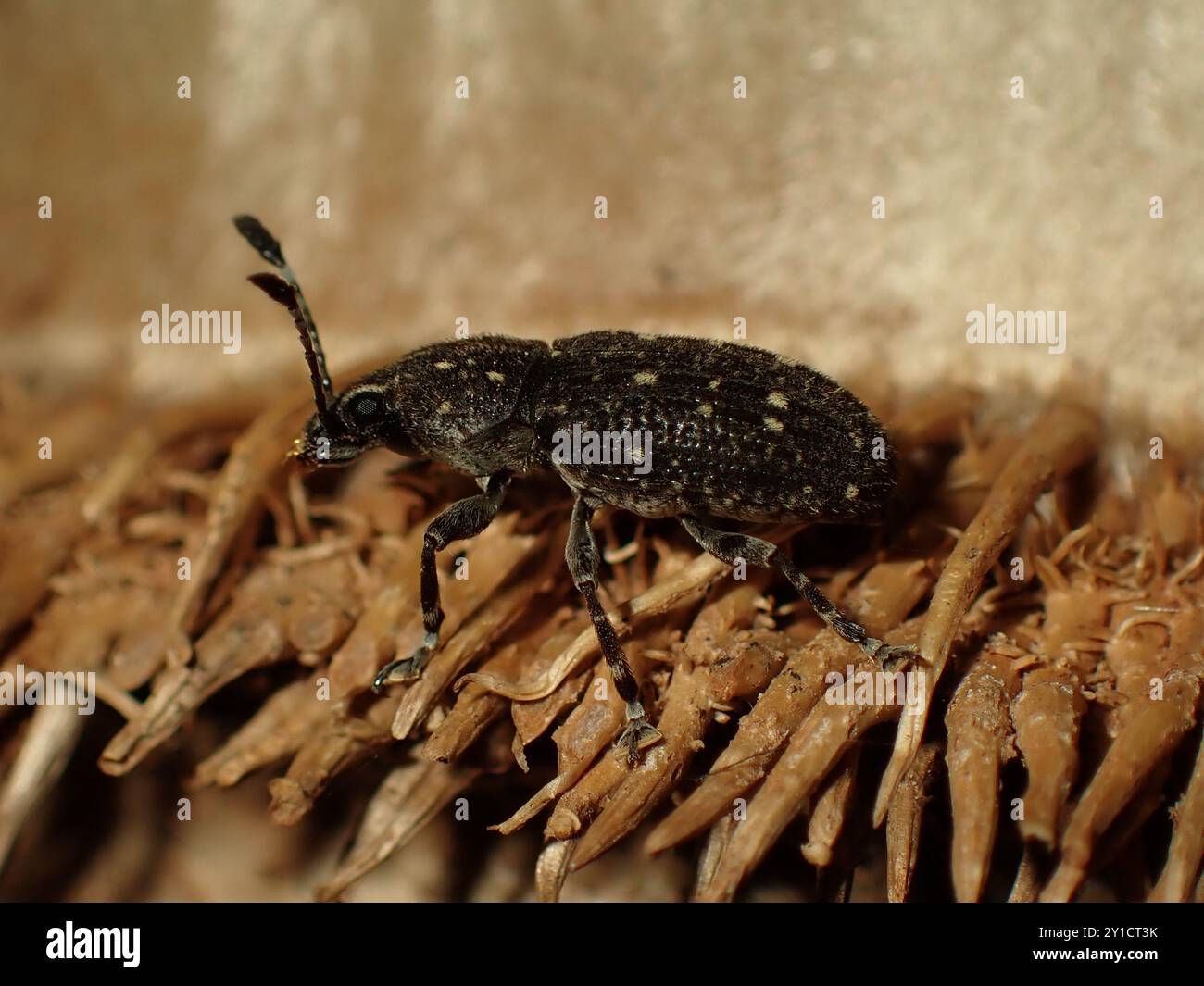 Insect crawling macro hi-res stock photography and images - Alamy