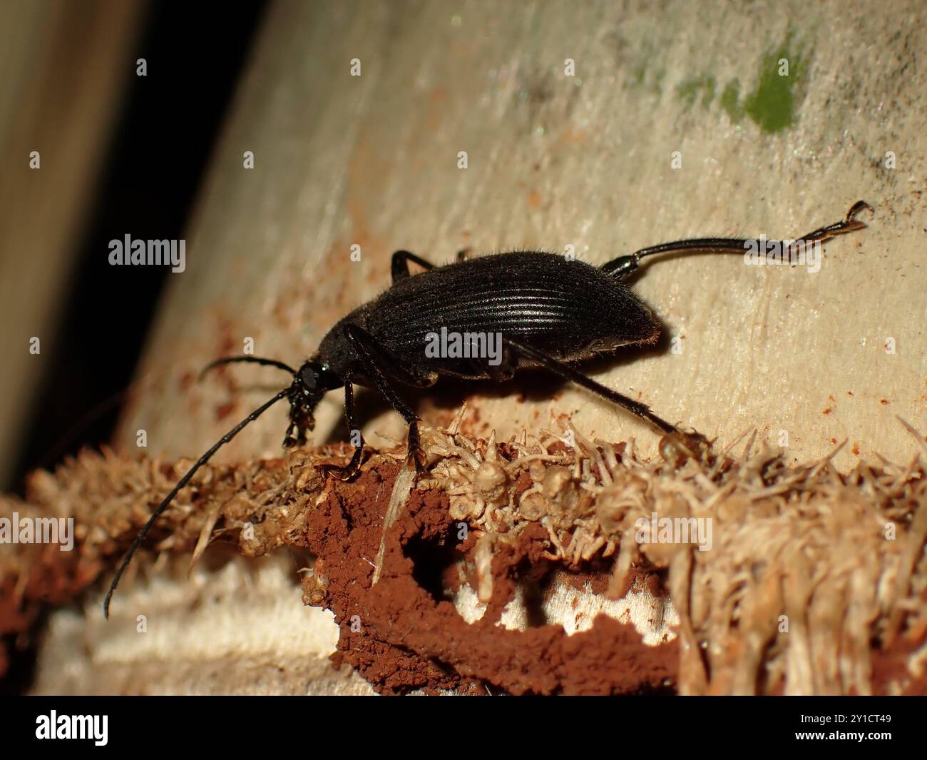 Insect crawling hi-res stock photography and images - Alamy