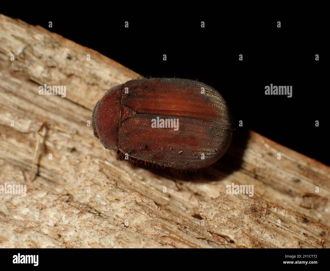 Close-up of Brown Beetle on Wood Stock Photo - Alamy