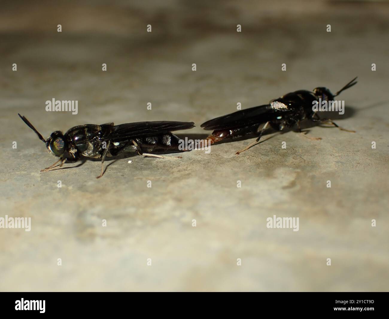 Black Soldier Flies Mating on Surface Stock Photo - Alamy