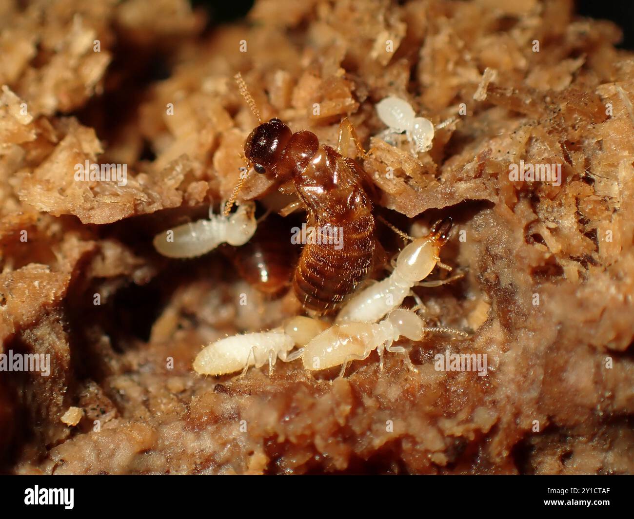 Termite anatomy hi-res stock photography and images - Alamy