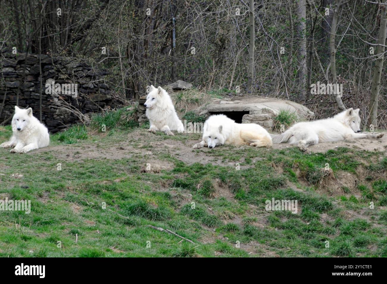 wolves are wild animals living there in nature wolves are wild animals ...