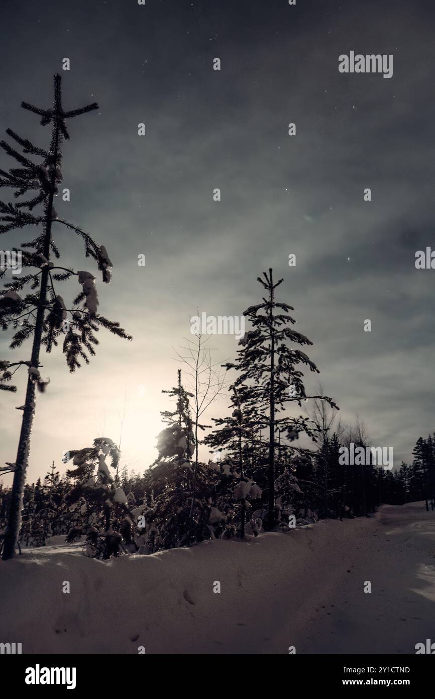 Snowy trees at night under starry sky in Rovaniemi, Lapland Stock Photo ...