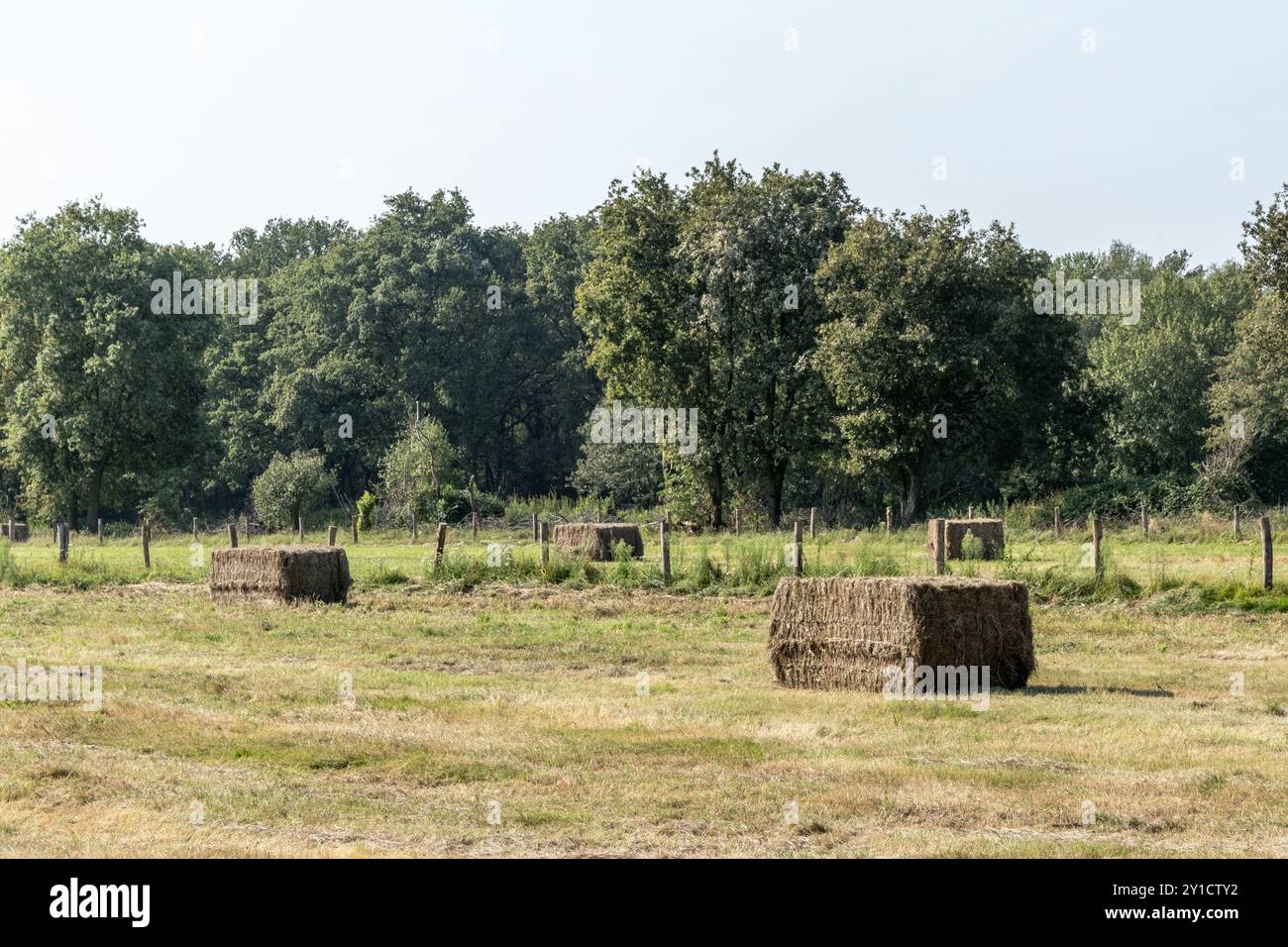cube shaped bales of straw in the meadow Stock Photo - Alamy