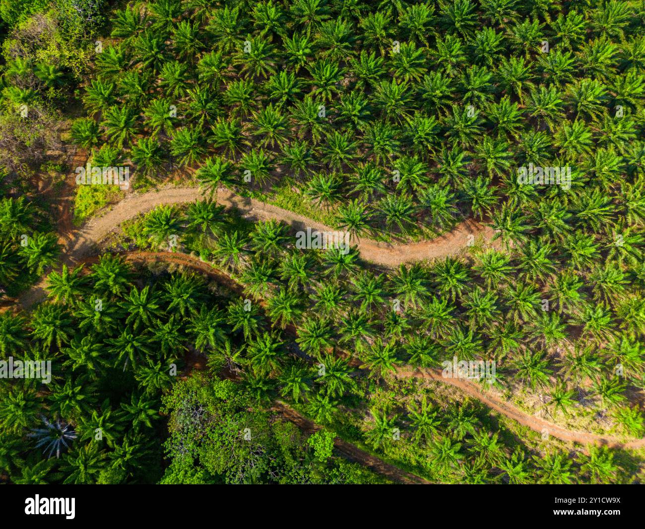 Aerial view of Oil palm tree plantation, Chiriqui, Panama - stock photo ...