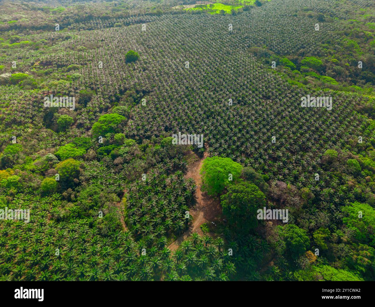 Aerial view of Oil palm tree plantation, Chiriqui, Panama - stock photo ...