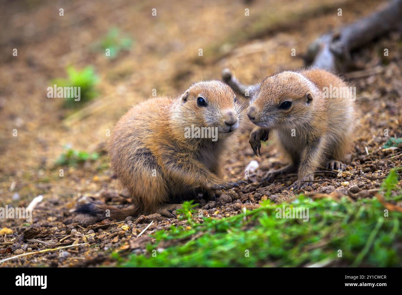 Two young prairie dogs interacting closely Stock Photo - Alamy