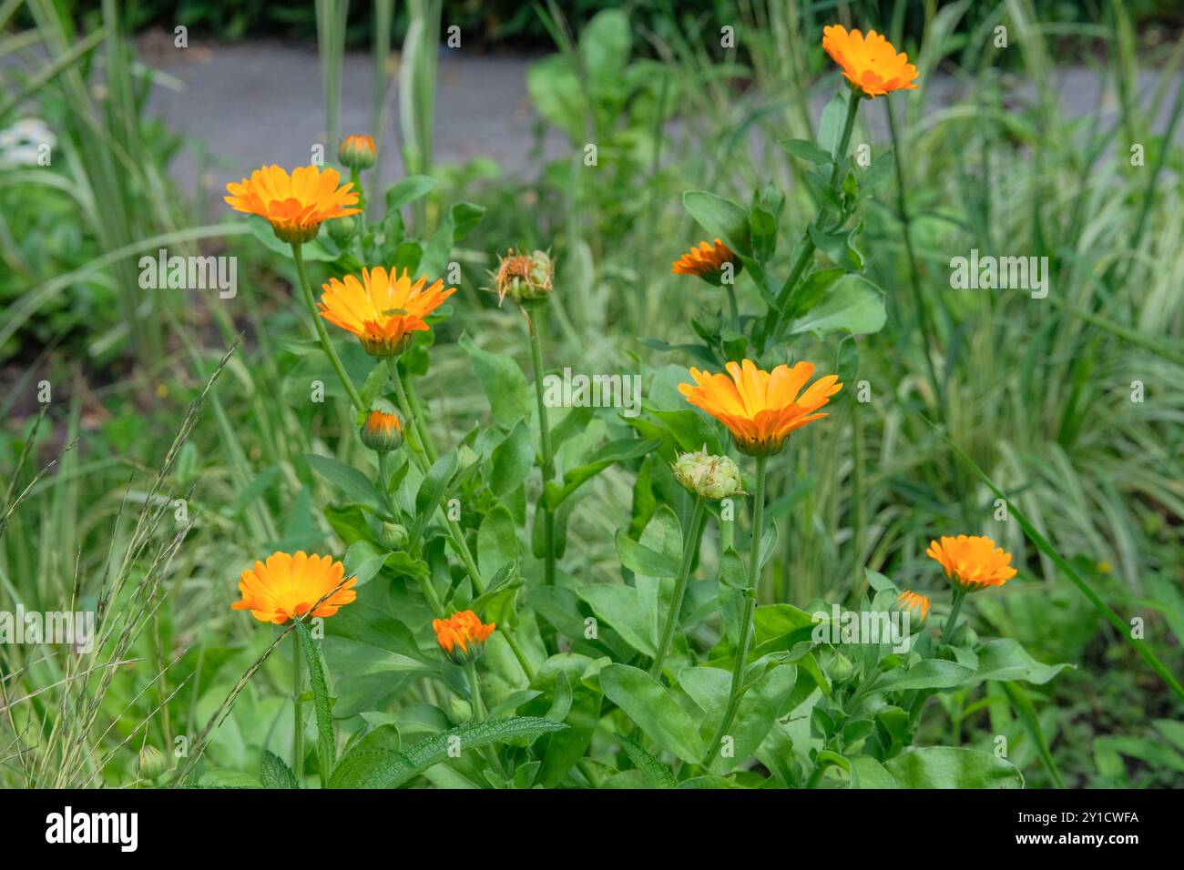 Calendula officinalis in gardening. Blooming daisy. Medicine ...