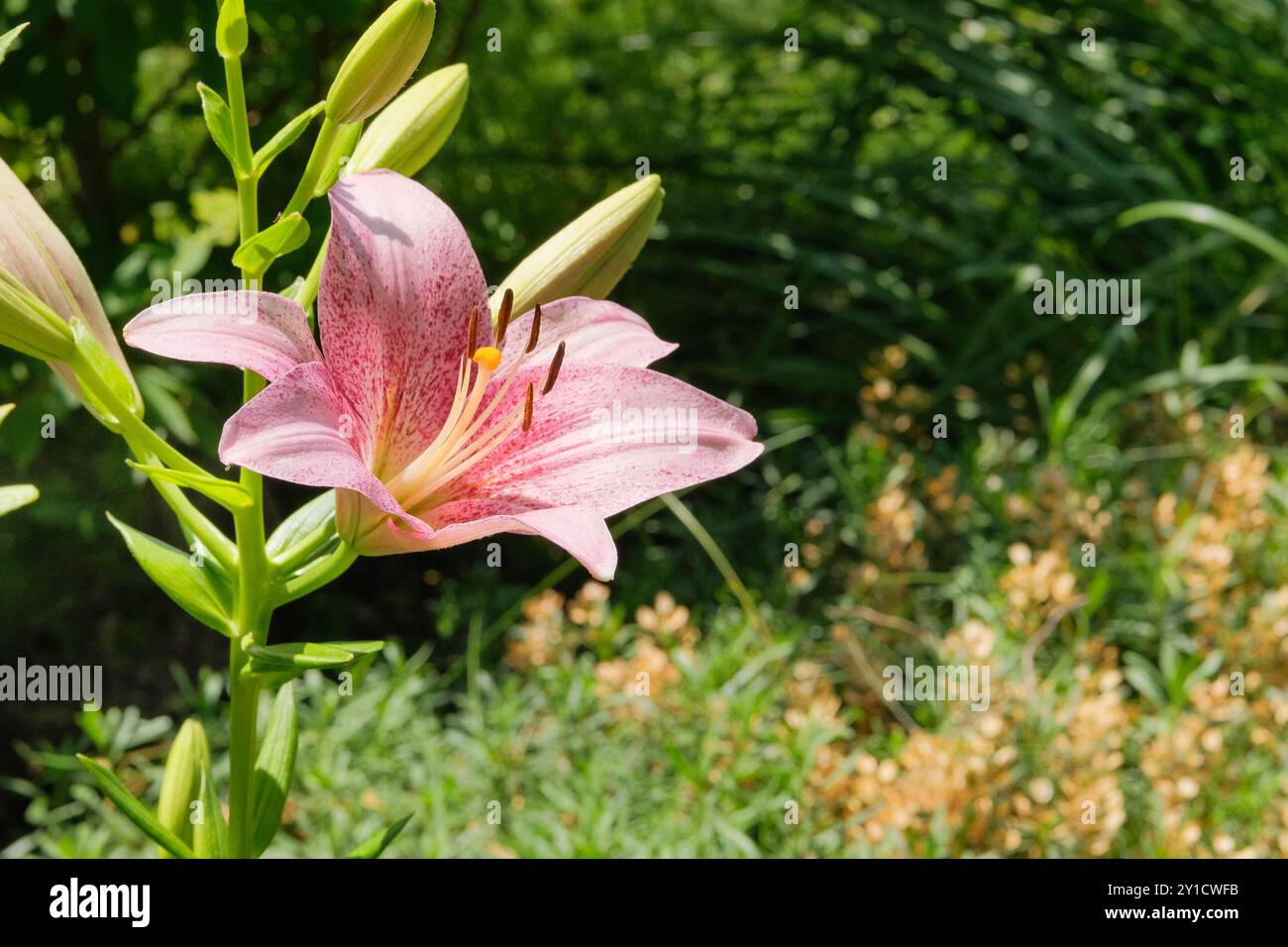 Purple Lilies. Lilies is blooming. Landscape plant. Nature floral ...