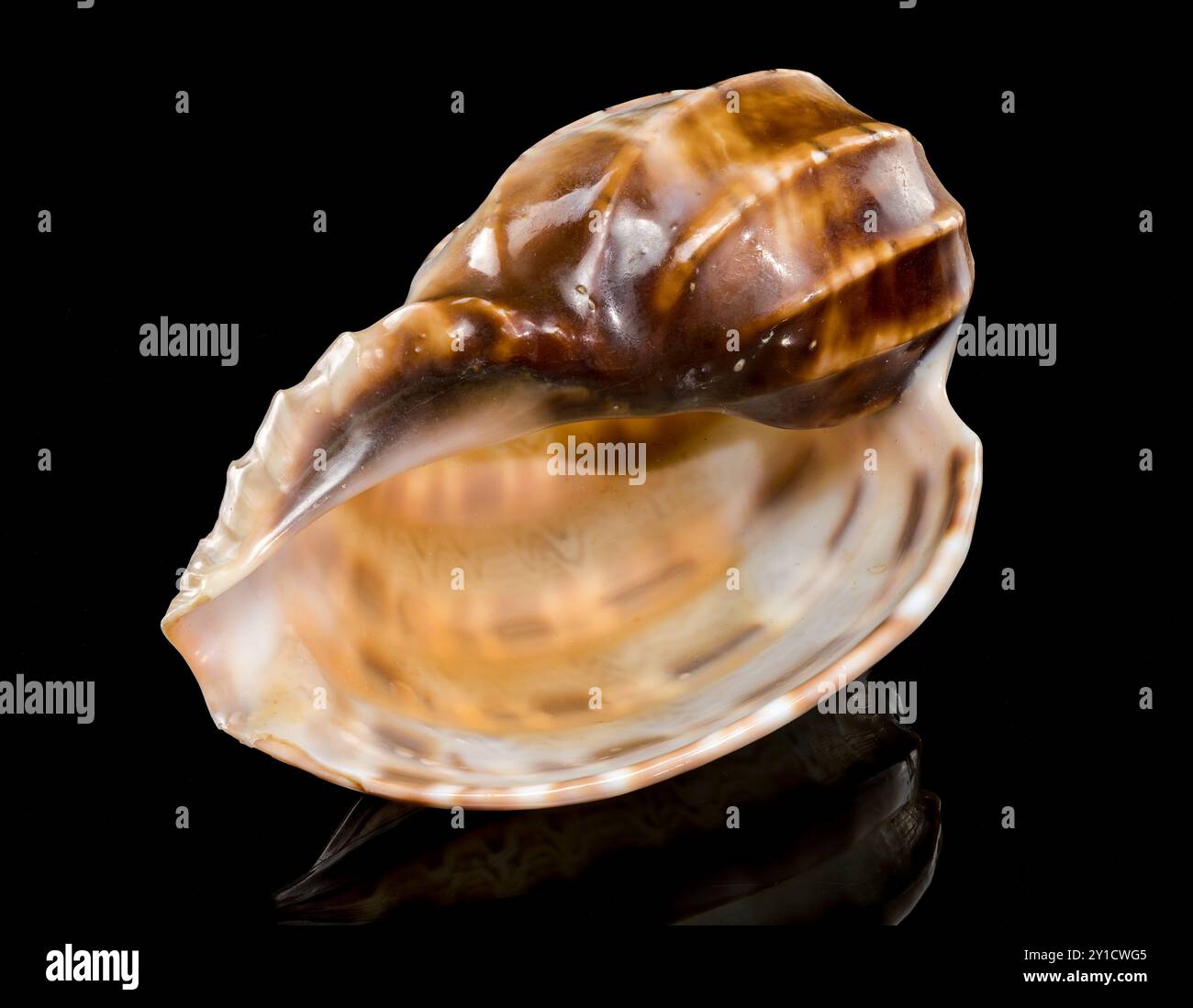 Close-up of Harpa articularis sea shell on a black background Stock ...