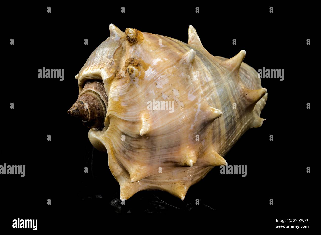 Close-up of Melongena bispinosa sea shell on a black background Stock ...