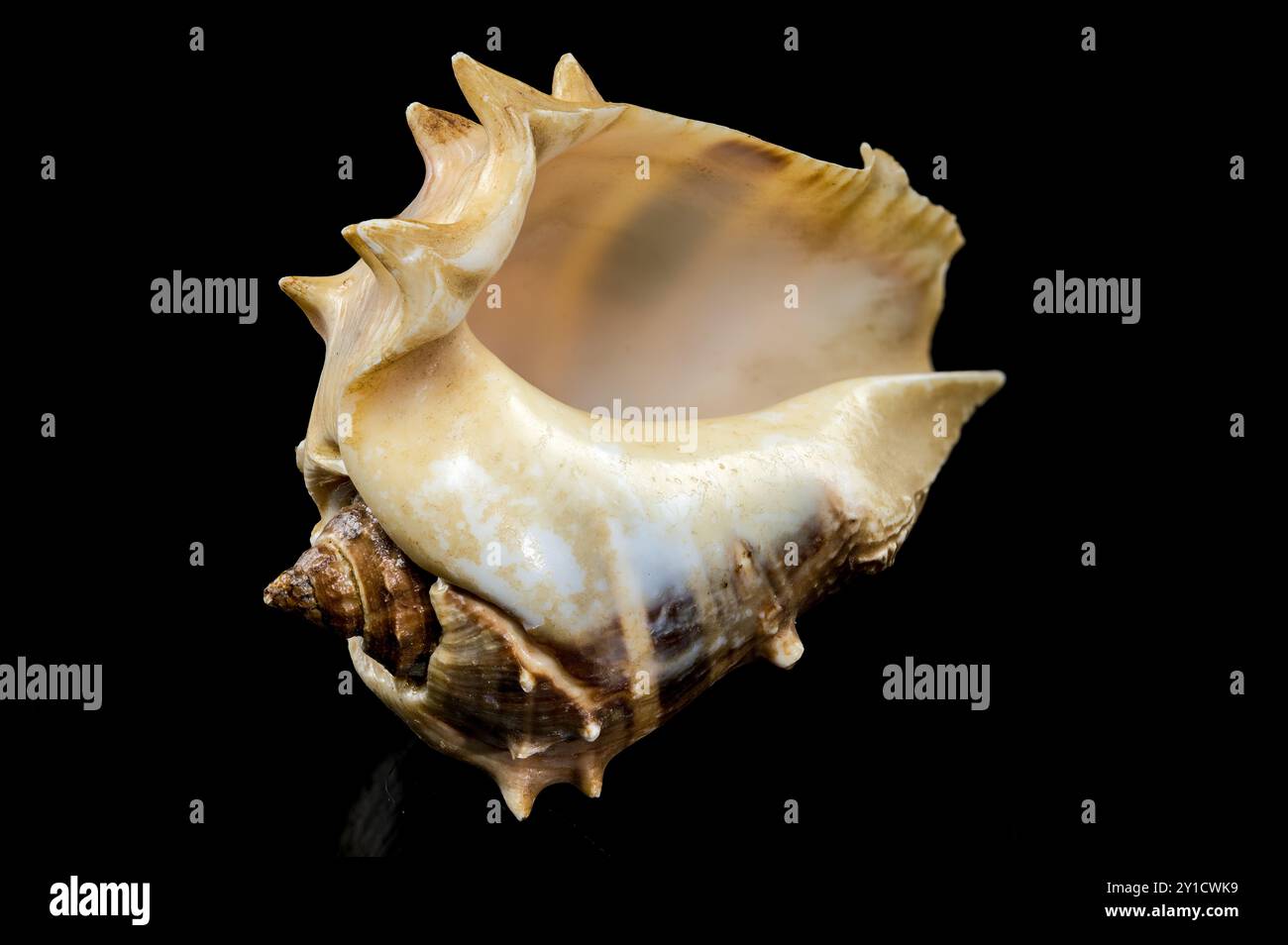 Melongena shell hi-res stock photography and images - Alamy